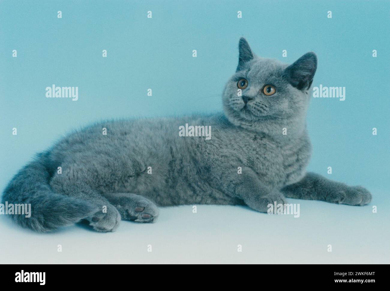 British Shorthair Blue Kitten Bsh Stock Photo - Alamy