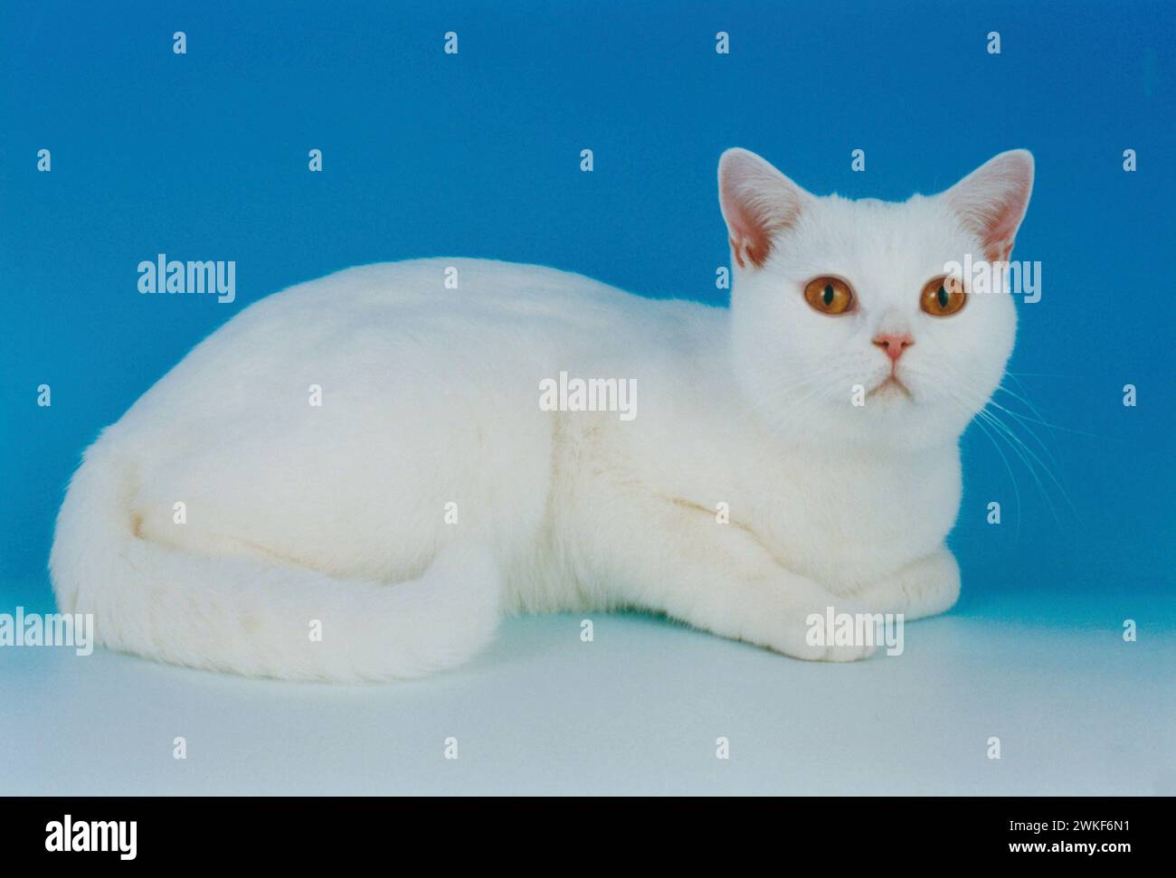 Orange Eyed White British Shorthair on a Blue Background Bsh Stock ...