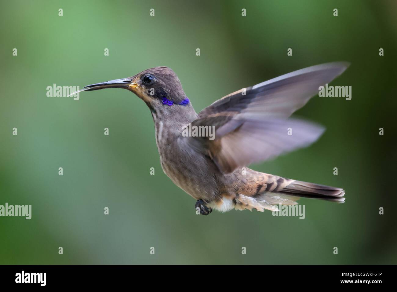 Gray hummingbird in flight fast flapping its wingson a green background ...