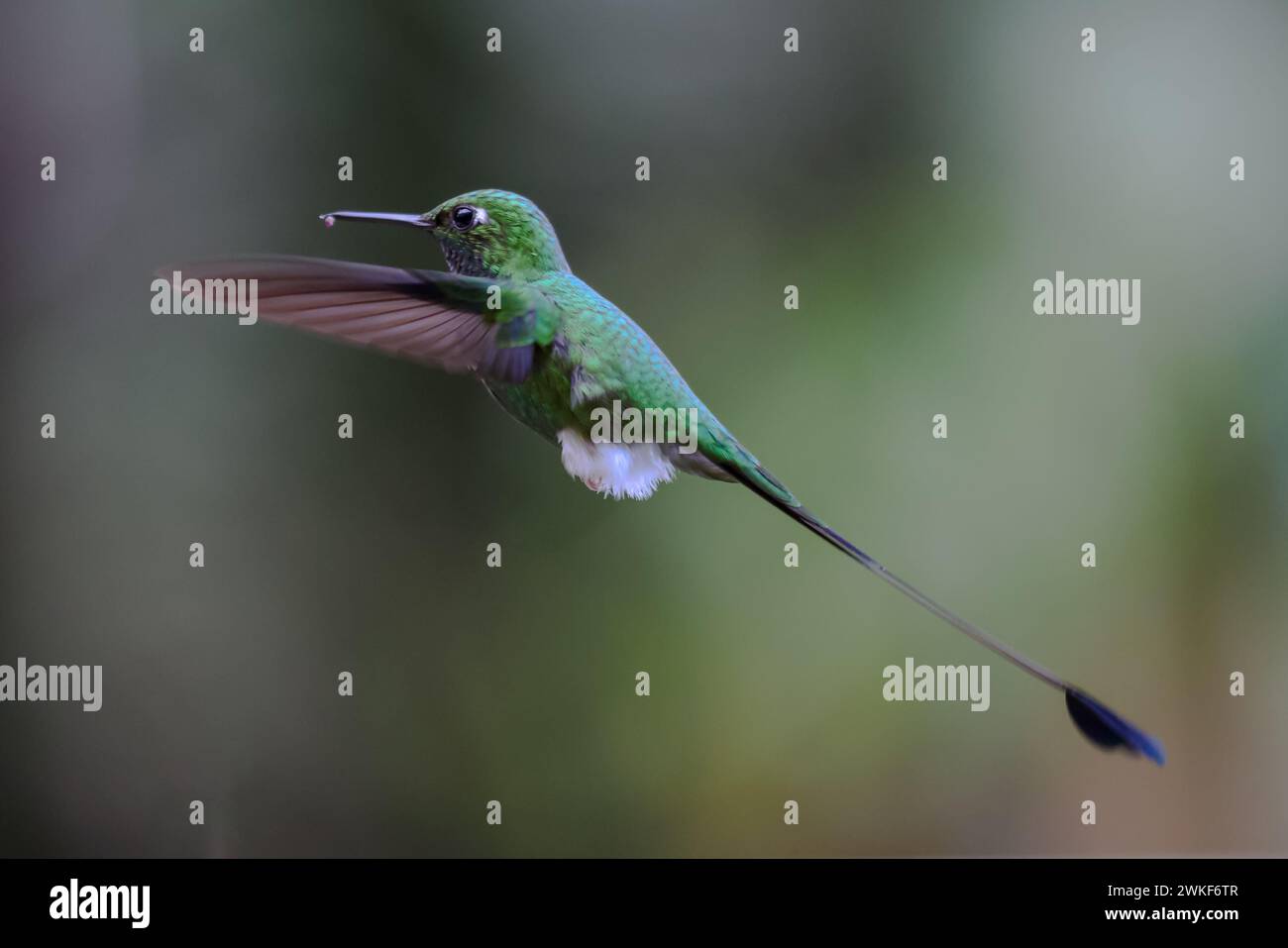 Booted Racket-tail (Ocreatus underwoodii) hummingbird in flight againt ...