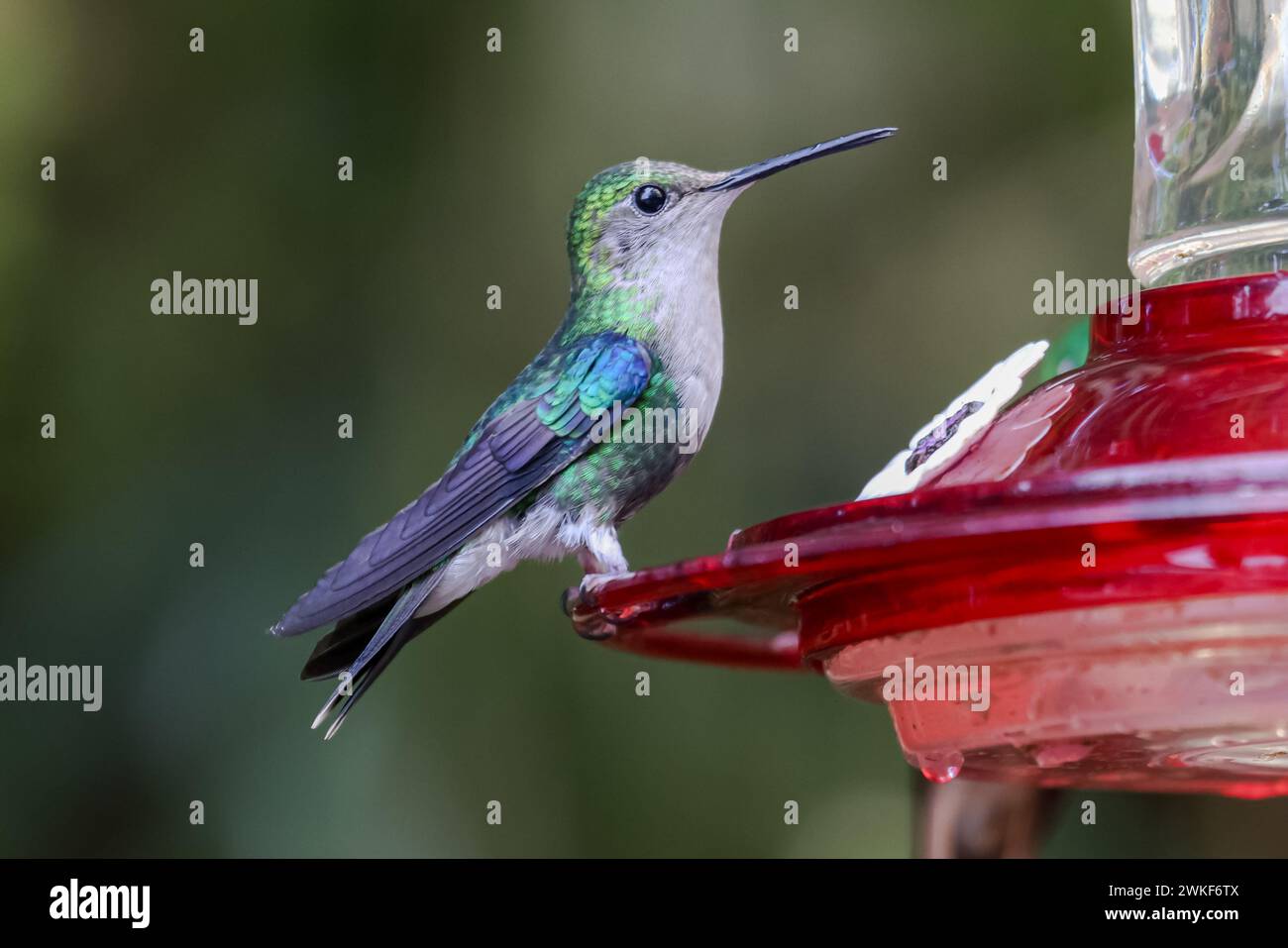 Gray and green hummingbird ready to start eating at a feeding place ...