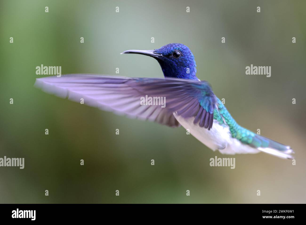 White-necked jacobin - Hummingbird in blue, green and white in flight ...