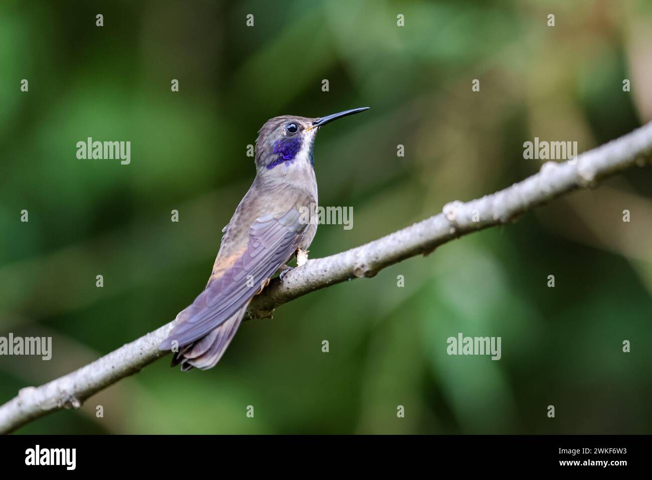 Brown Violetear hummingbird sitting on a branch in a forest near Mindo ...