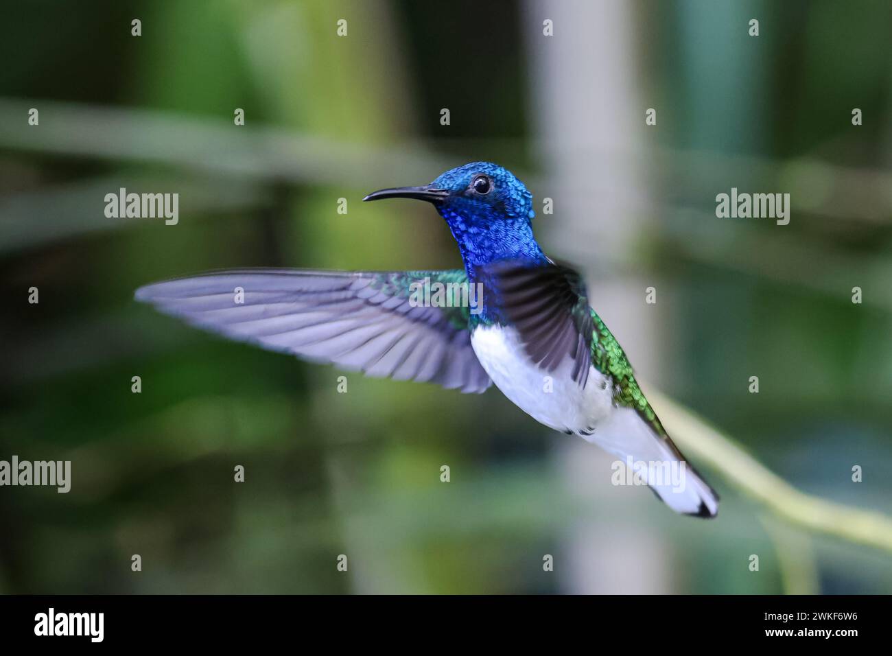 White-necked jacobin - Hummingbird in blue, green and white in flight ...