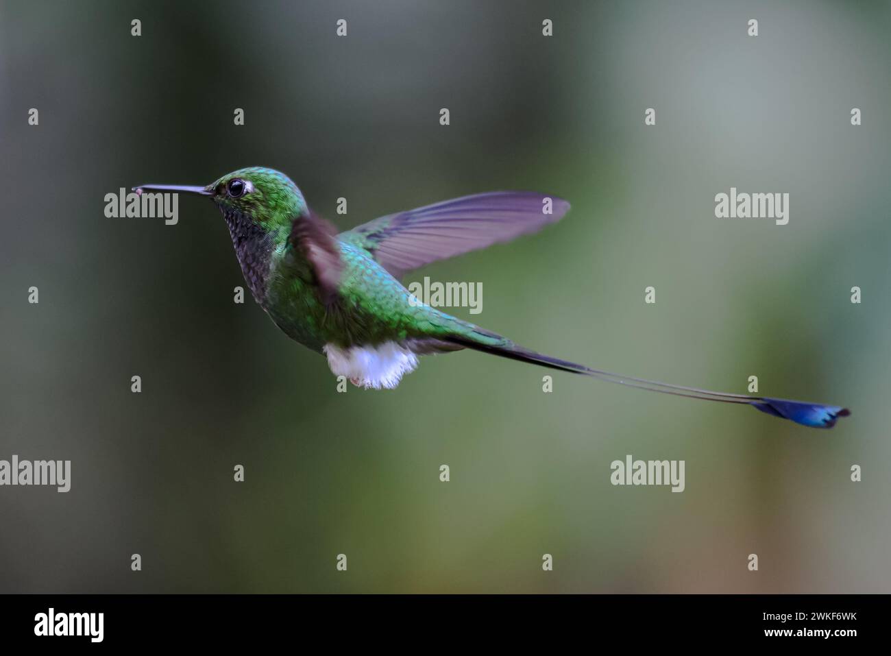 Booted Racket-tail (Ocreatus underwoodii) hummingbird in flight againt ...