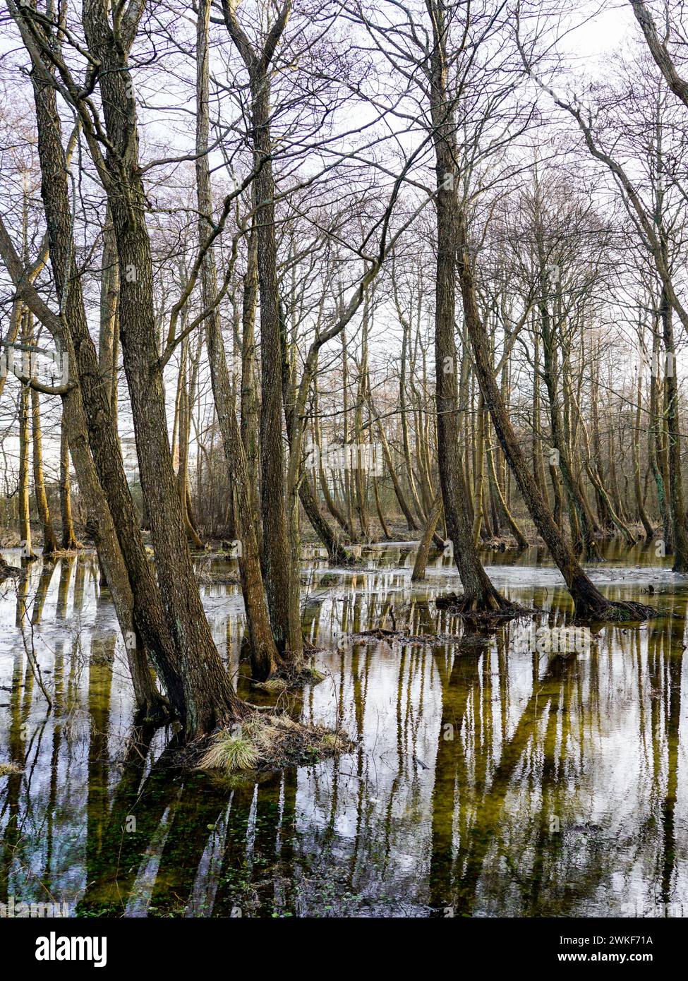 Park trees in water, flooded tree roots in autumn and winter season ...