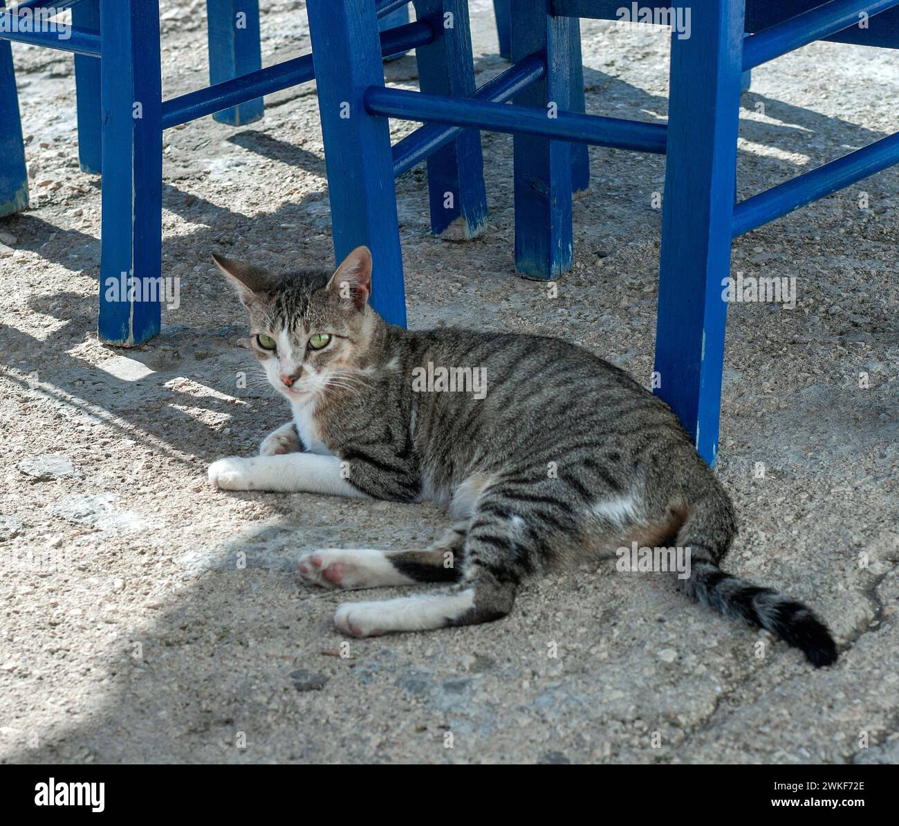 Cat under shade of taverna table hi-res stock photography and images ...