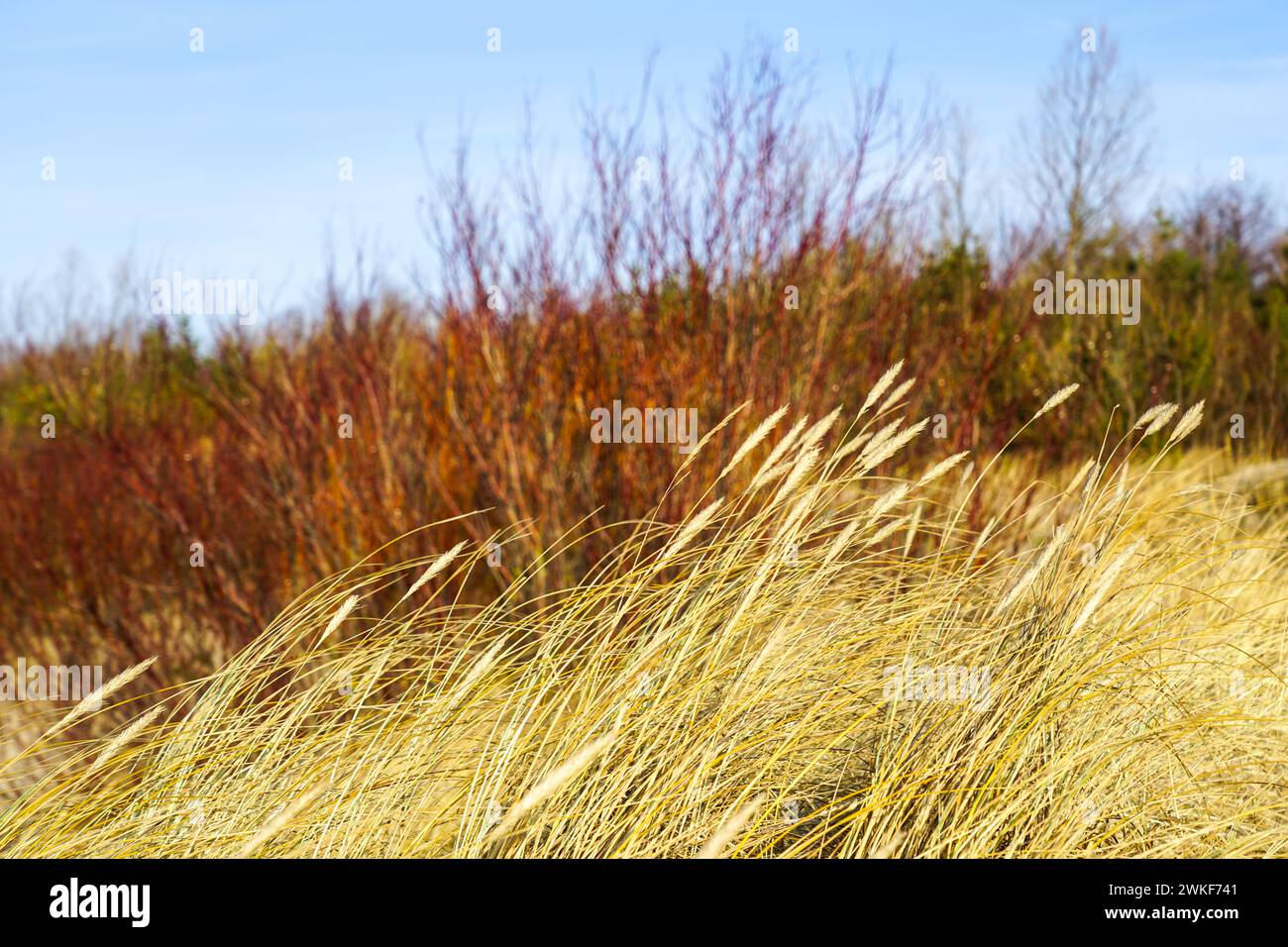 Willows beach hi-res stock photography and images - Alamy