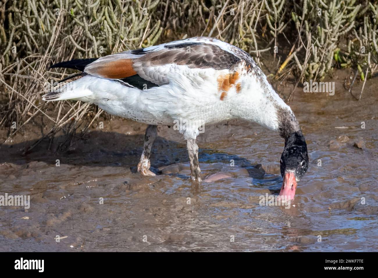 Shelduck feeding mud hi-res stock photography and images - Alamy