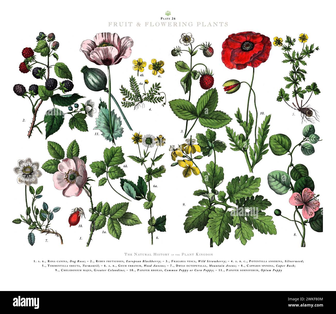 Herbaceous and Flowering Plants, Plant Kingdom, Victorian Botanical ...