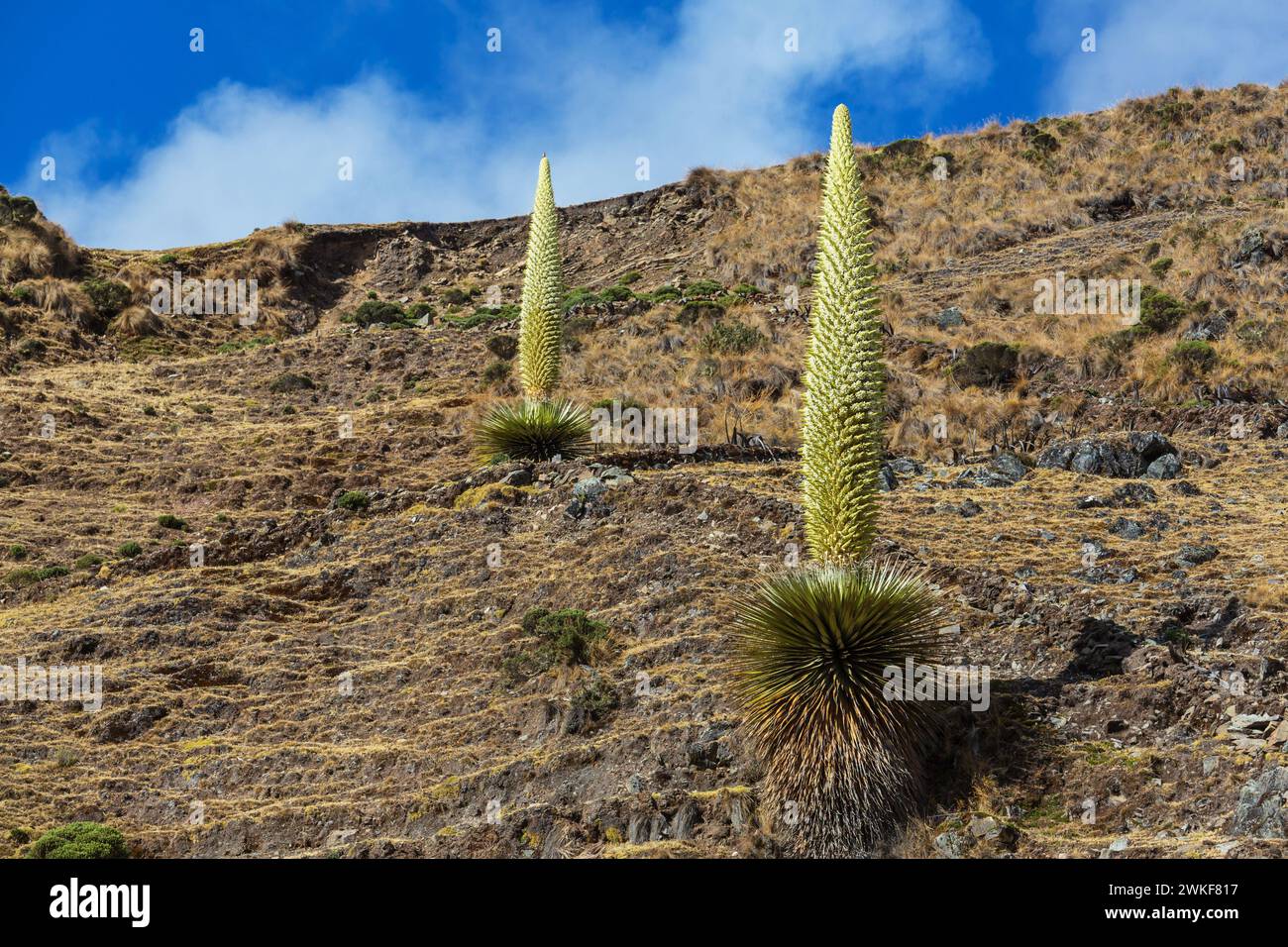 Puya Raimondii Plants high up in the Peruvian Andes, South America ...