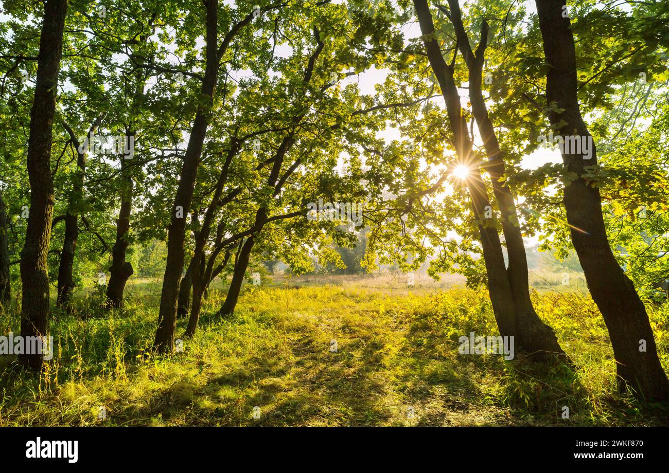 Sun beams in clear day in the green forest Stock Photo - Alamy