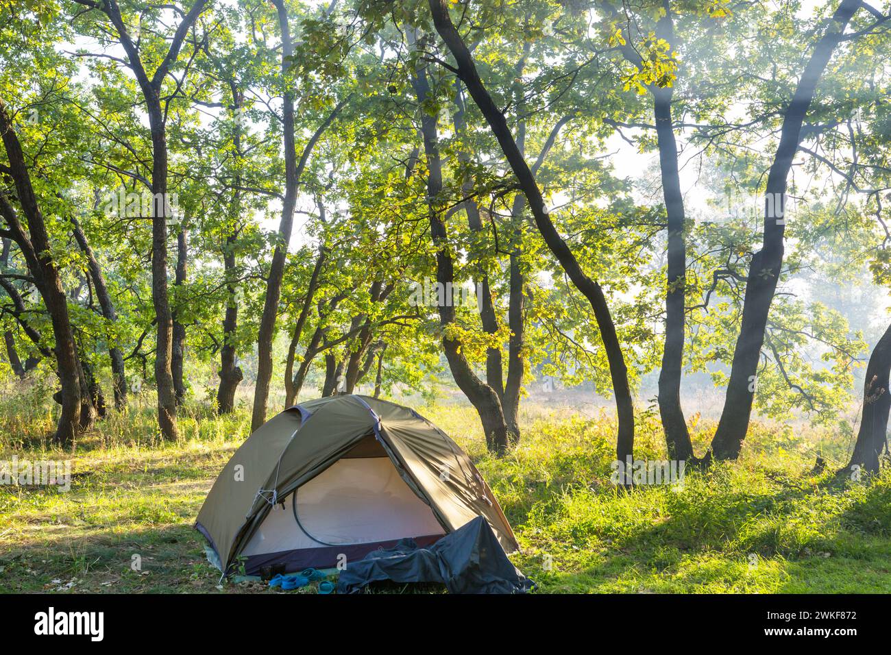 tents in summer camping in green forest Stock Photo - Alamy