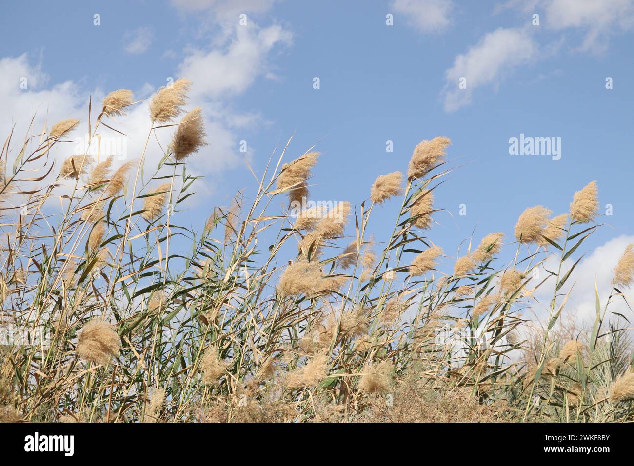 Giant reeds aswan hi-res stock photography and images - Alamy