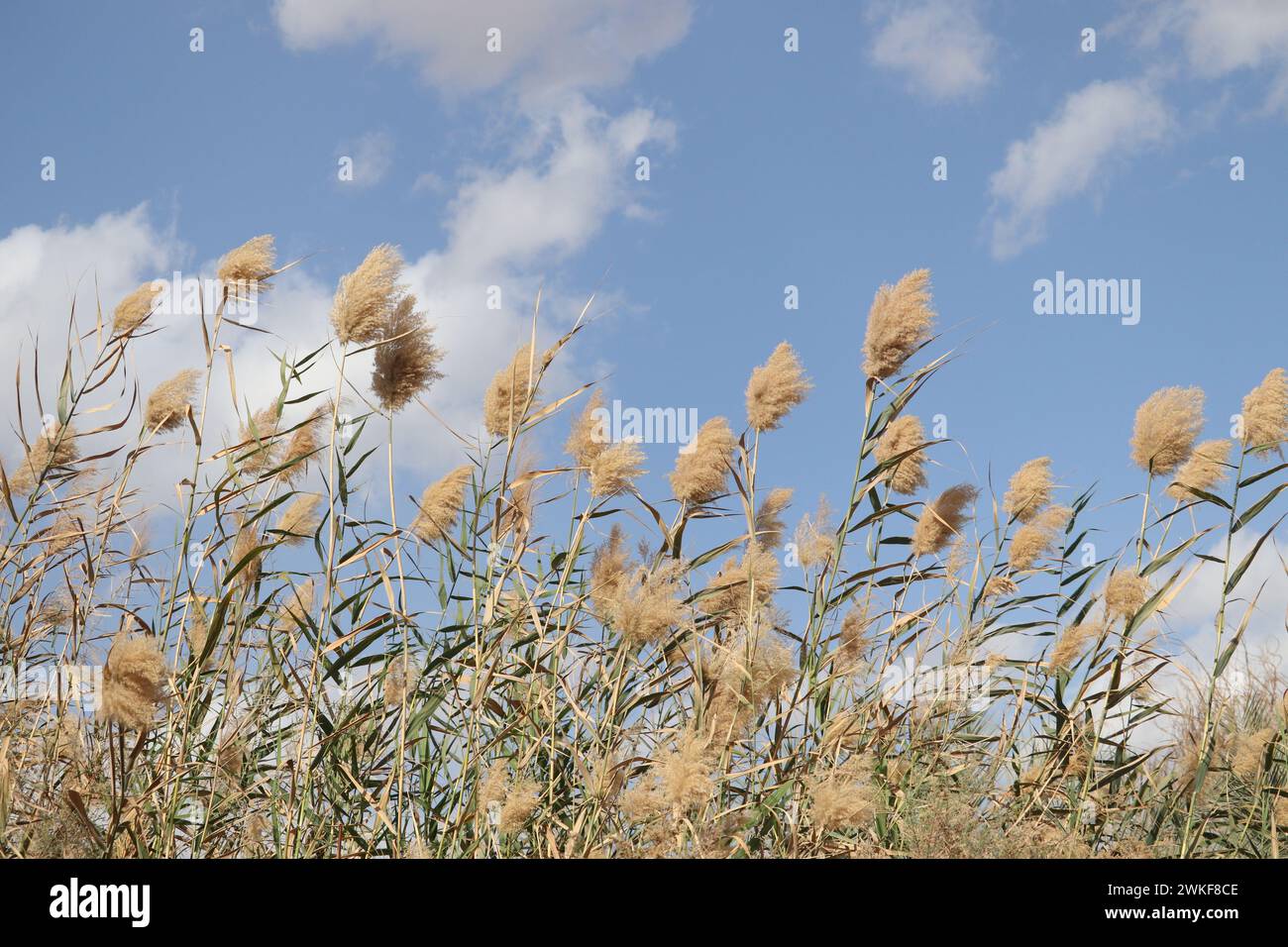Giant reeds aswan hi-res stock photography and images - Alamy