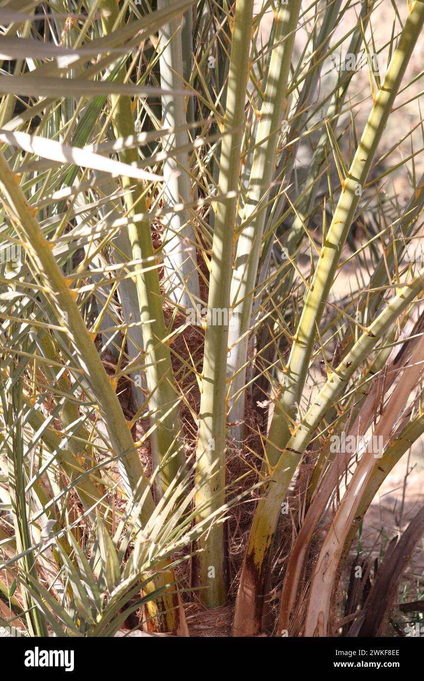 Insect photography aswan hi-res stock photography and images - Alamy