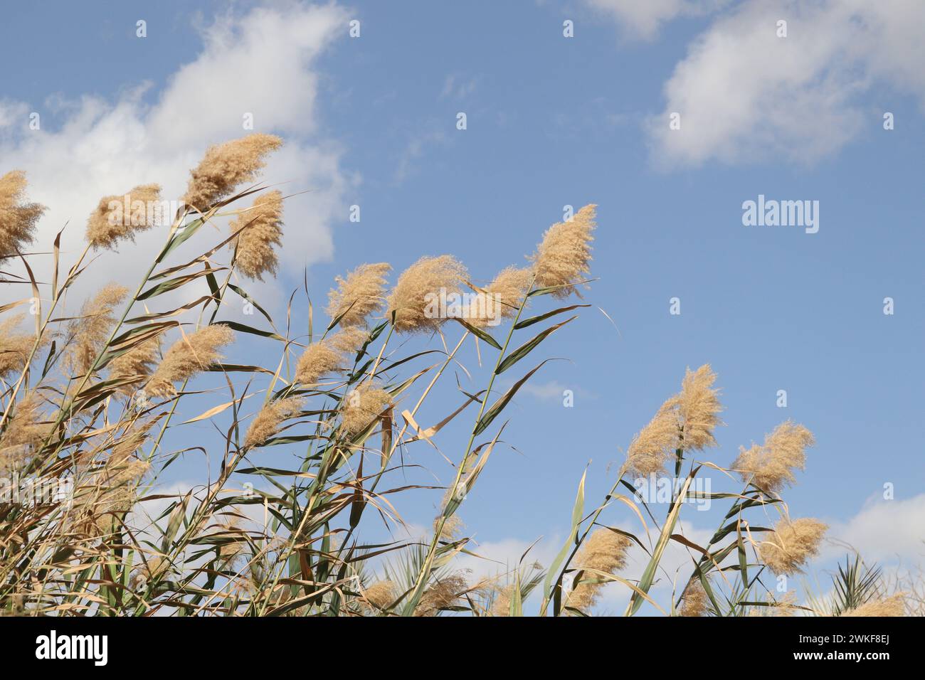 beautiful giant reeds at cloudy sky Stock Photo - Alamy