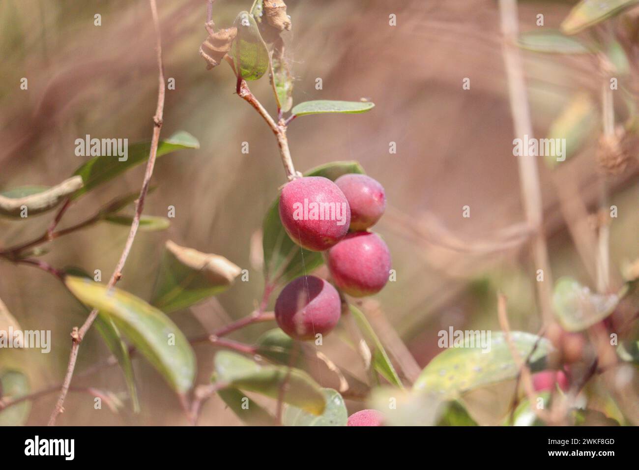 Jujube ziziphus tree hi-res stock photography and images - Alamy