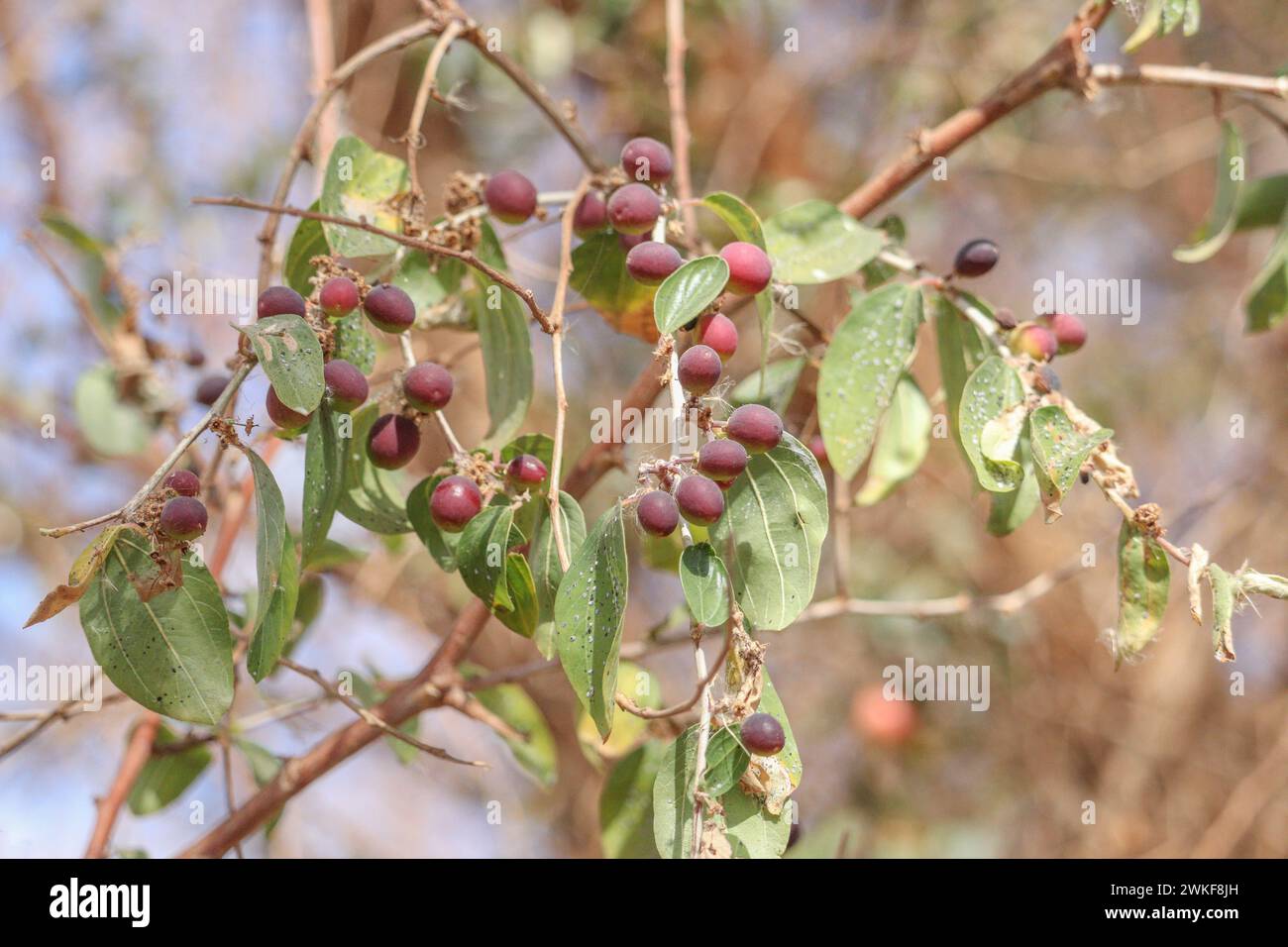 Ziziphus spina christi hi-res stock photography and images - Alamy