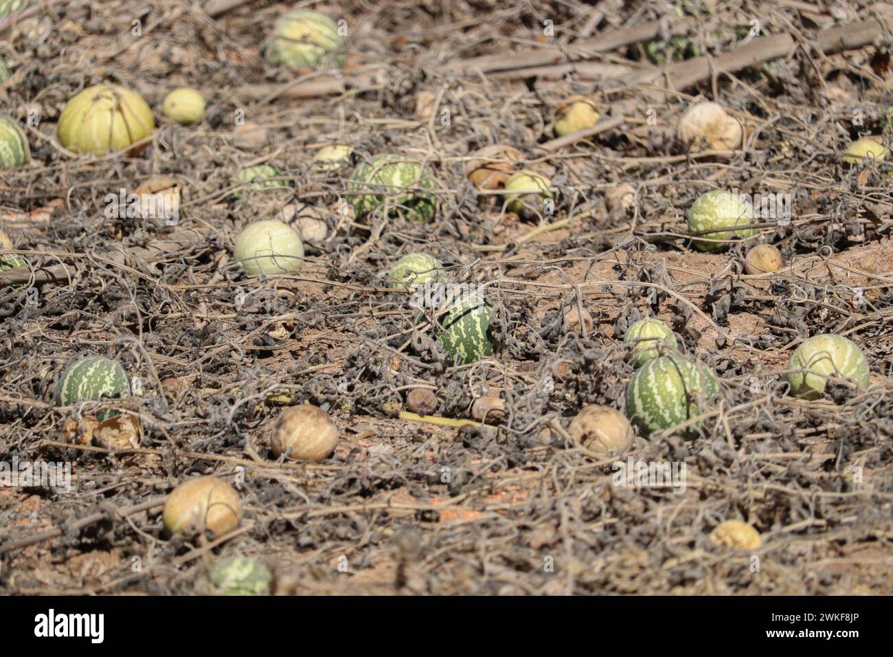 the fruits of Colocynth plant Stock Photo - Alamy