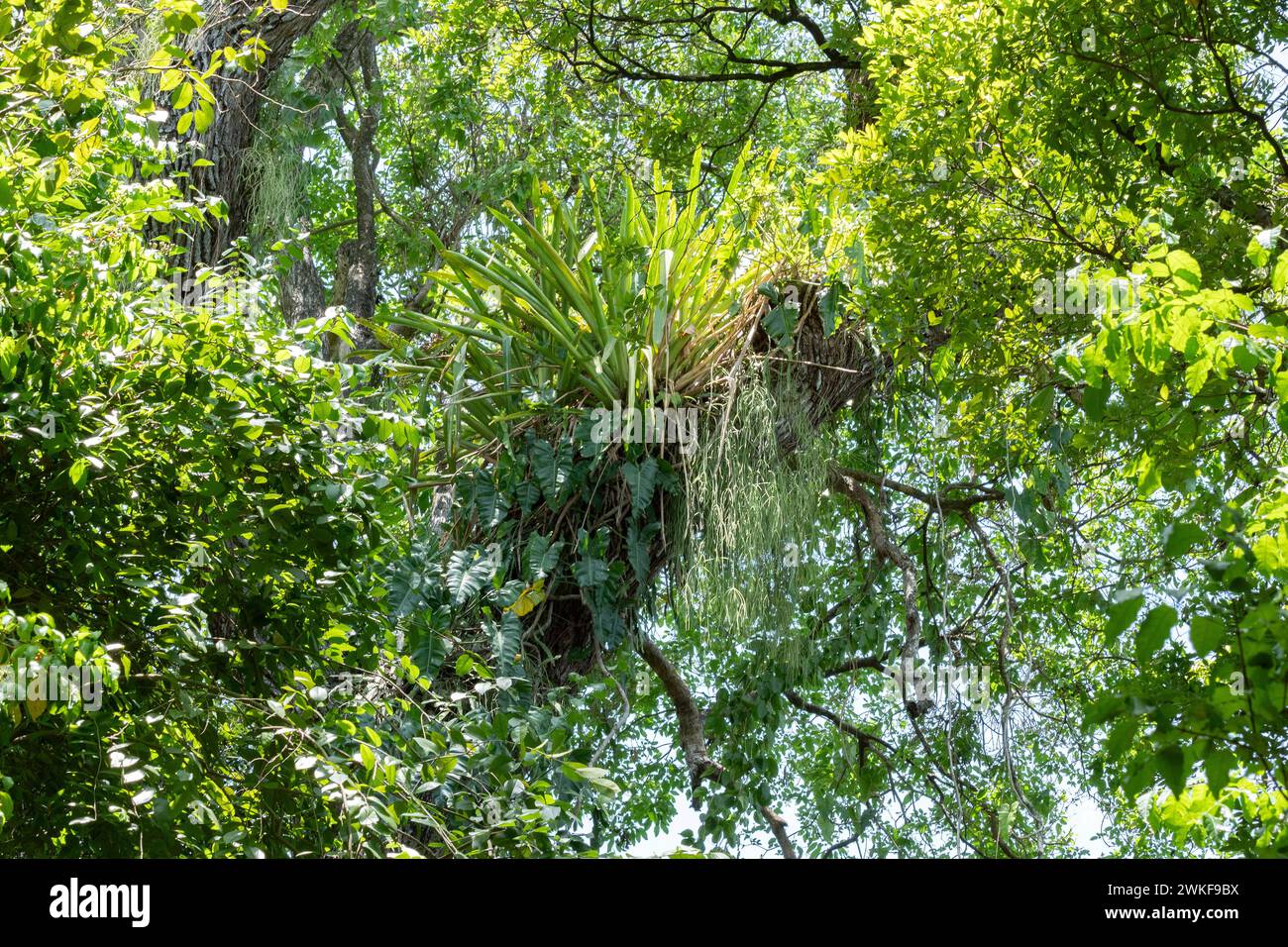 Epiphytes growing on trees in the Atlantic Forest in Brazil Stock Photo ...
