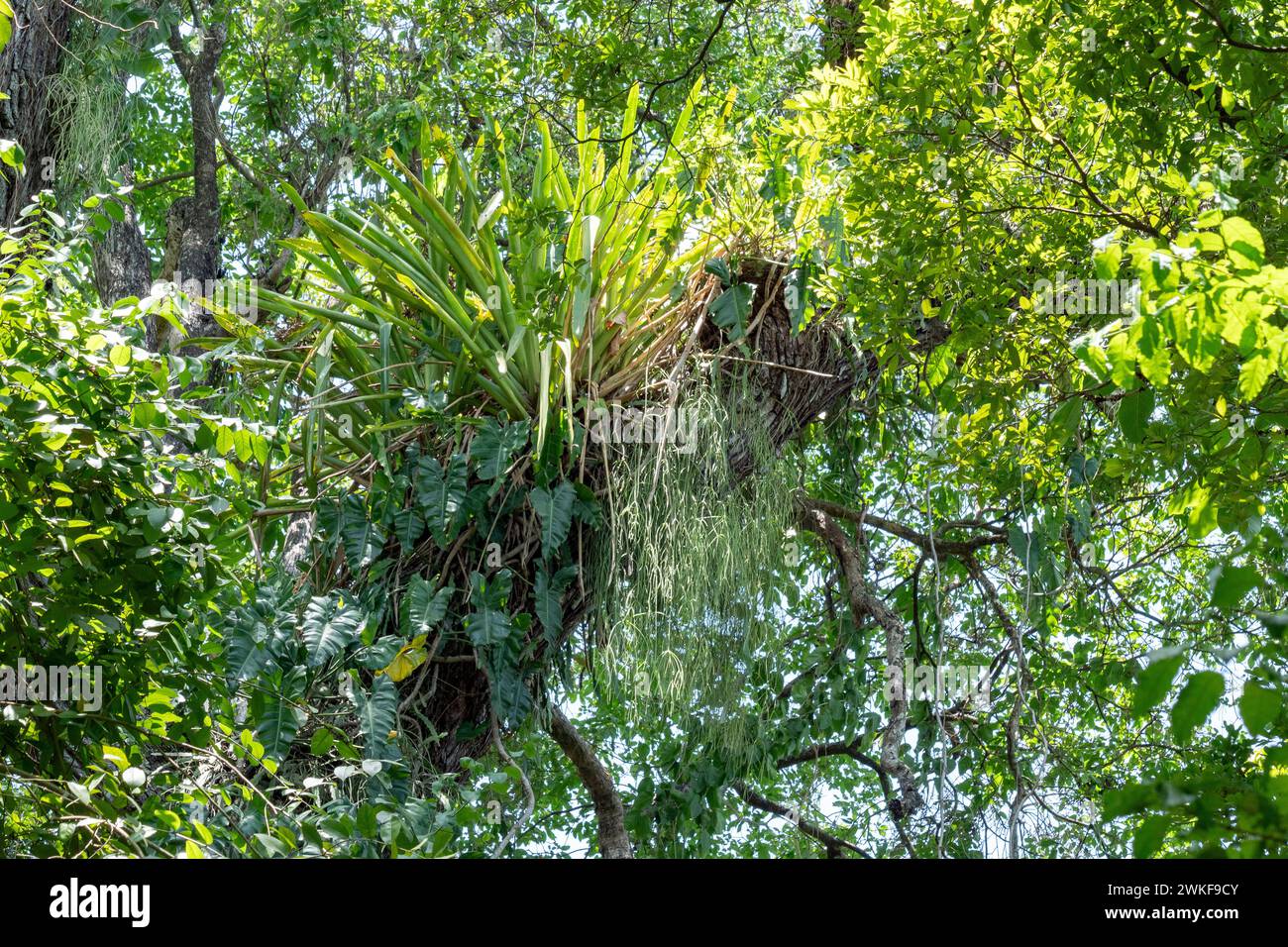 Epiphytes growing on trees in the Atlantic Forest in Brazil Stock Photo ...