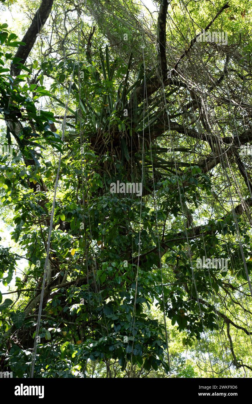 View from inside the Atlantic forest in Brazil Stock Photo - Alamy