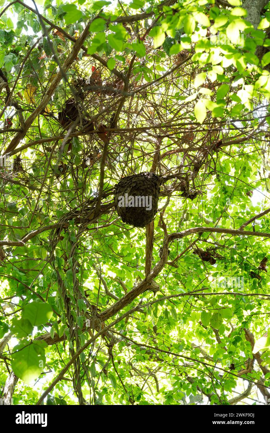 Termite nasutitermes nest hi-res stock photography and images - Alamy