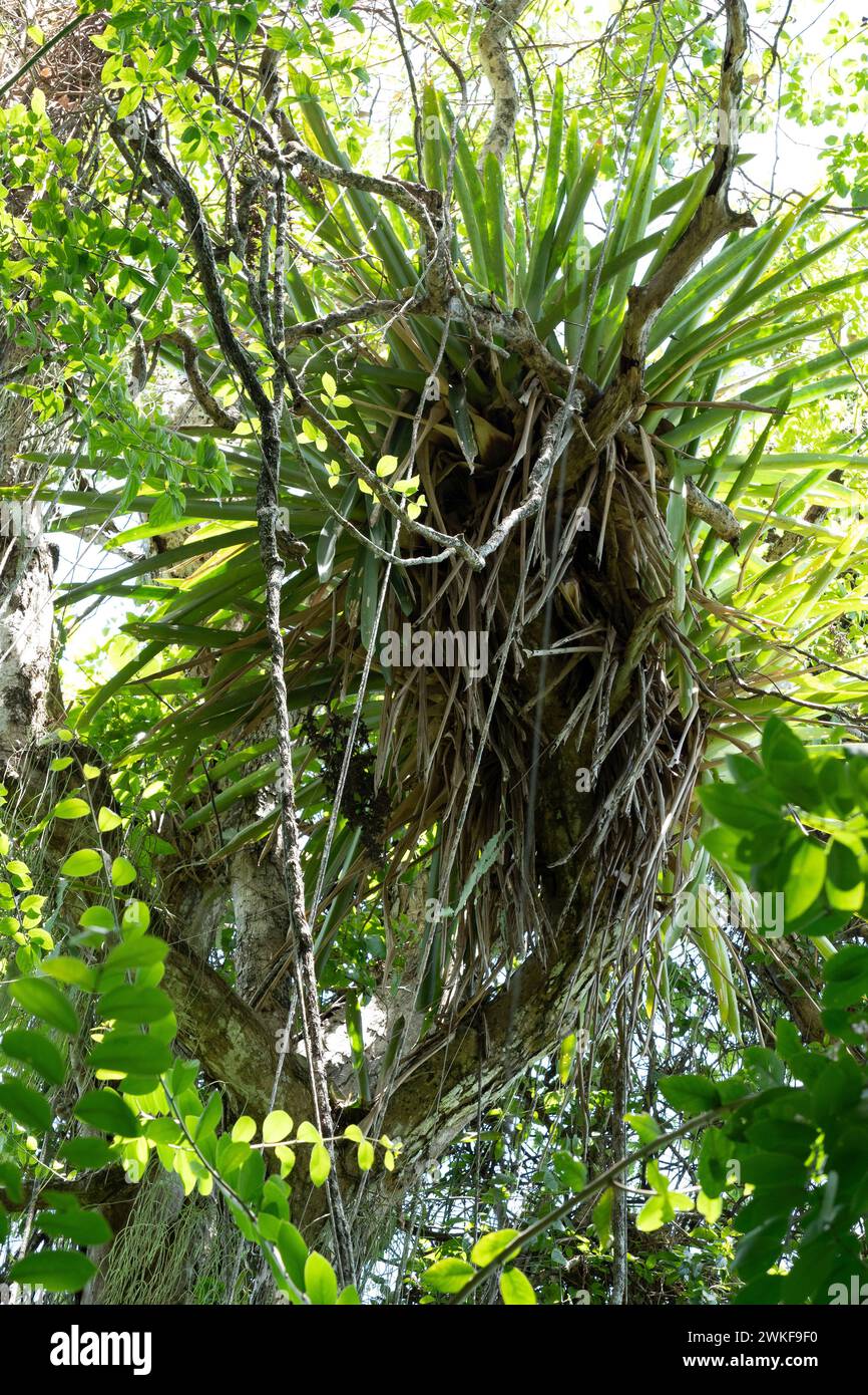 Epiphytes growing on trees in the Atlantic Forest in Brazil Stock Photo ...
