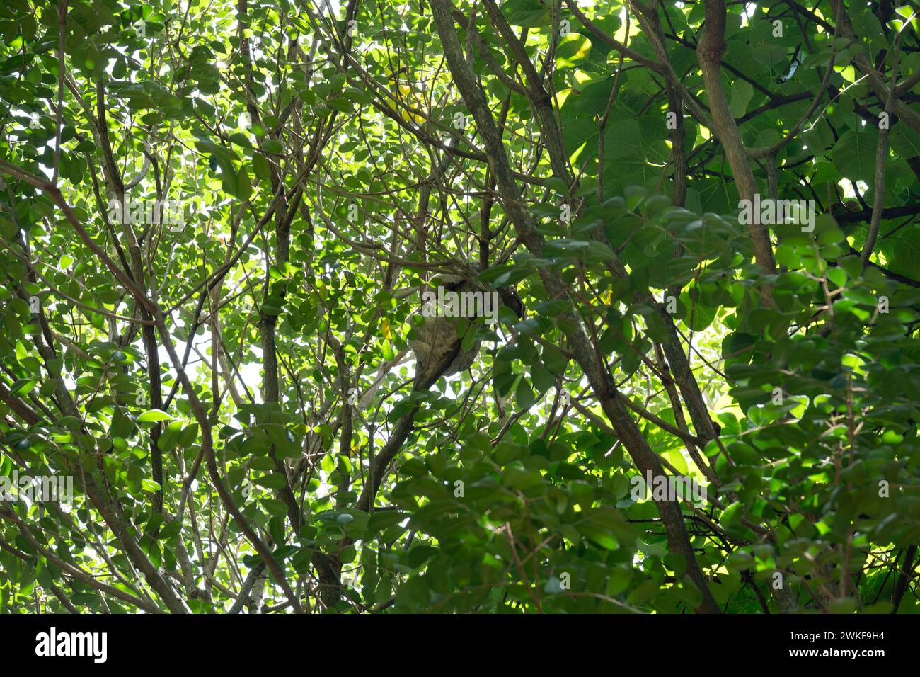 Sloth high in the Canopy of the Atlantic forest in Brazil Stock Photo ...