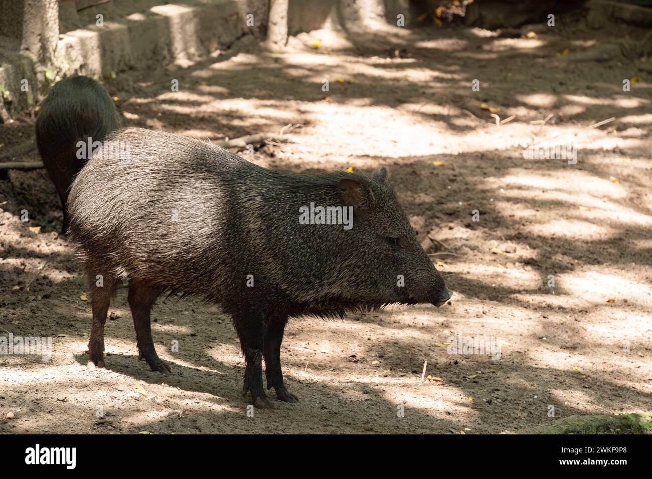 Tateto hi-res stock photography and images - Alamy