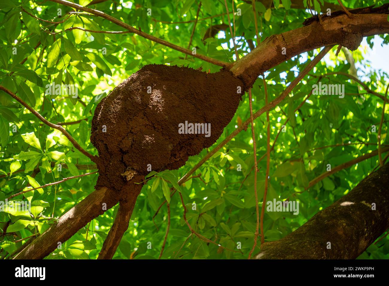 Termite nasutitermes nest hi-res stock photography and images - Alamy