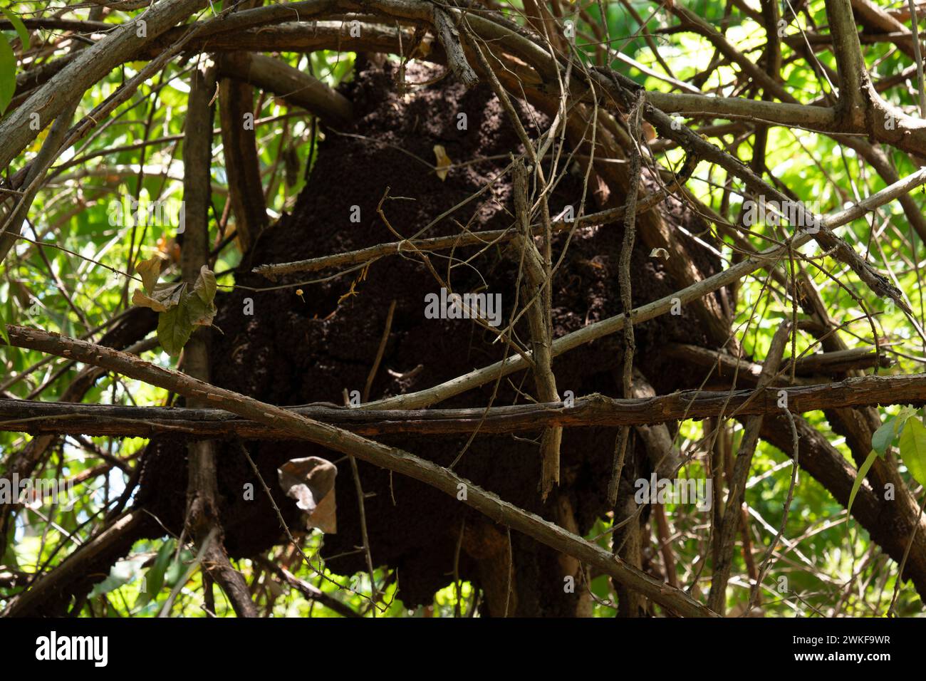 Arboreal termite hive in the Atlantic forest in Brazil Stock Photo - Alamy