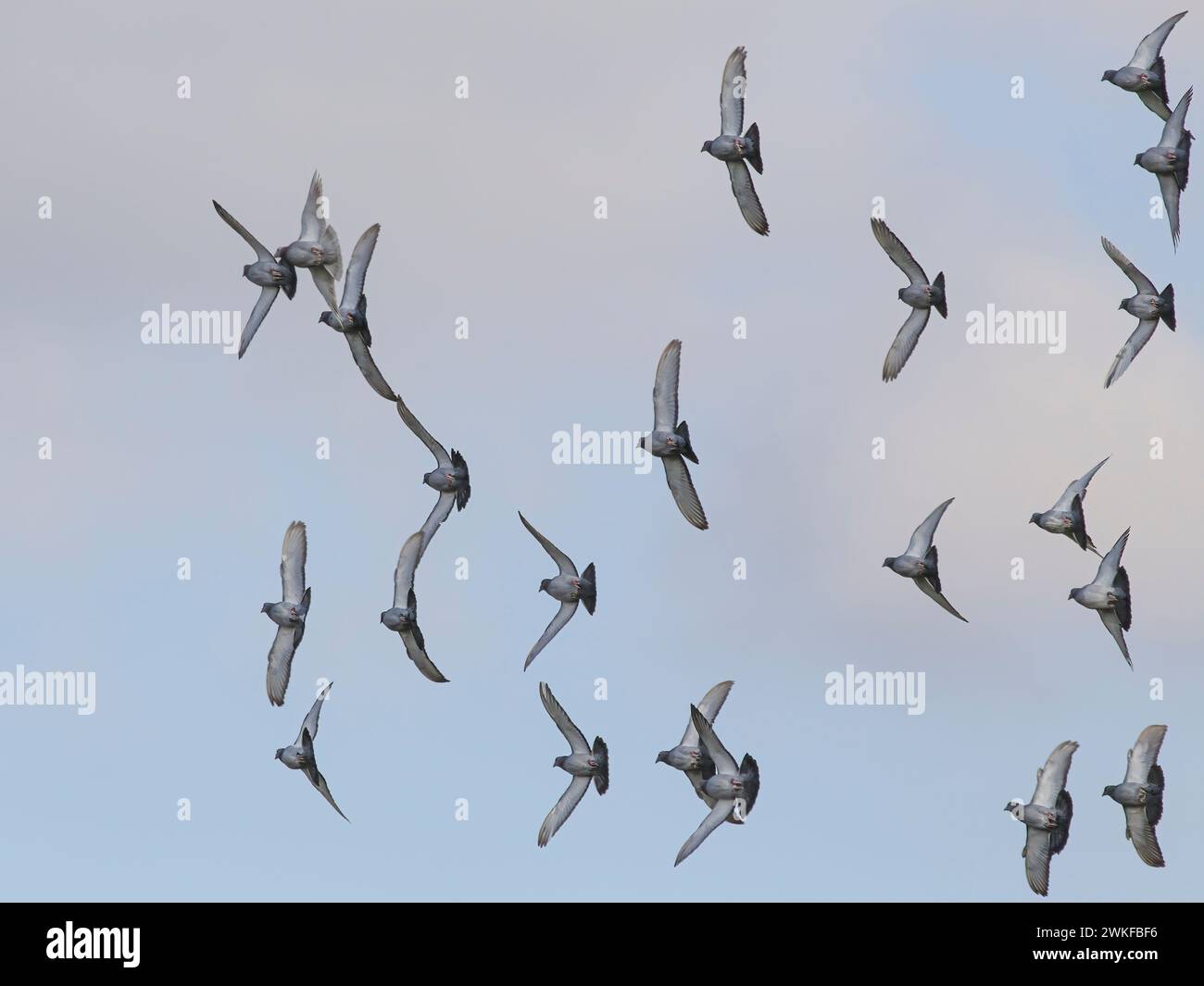 Carrier bird training hi-res stock photography and images - Alamy