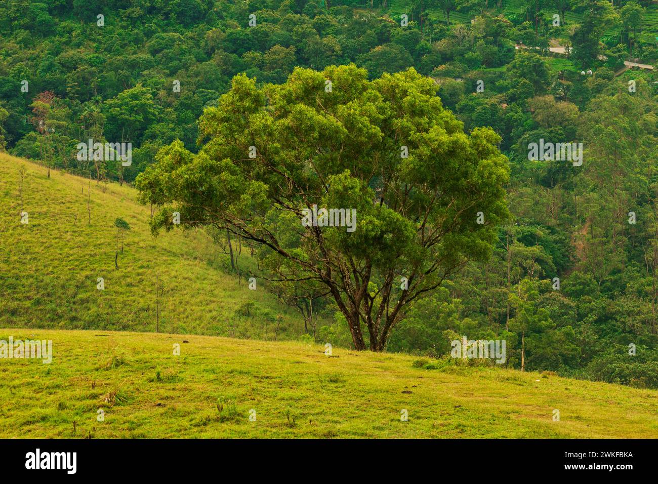 Trees on the hillside at vagamon, kerala Stock Photo - Alamy