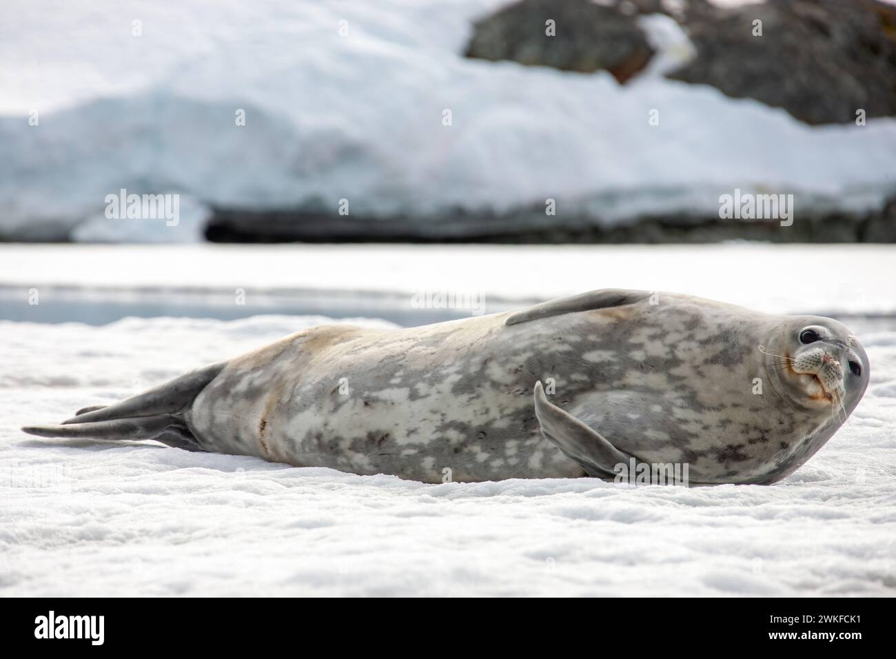Crabeater seal ( Lobodon carcinophaga ) hauled out and resting on ice ...