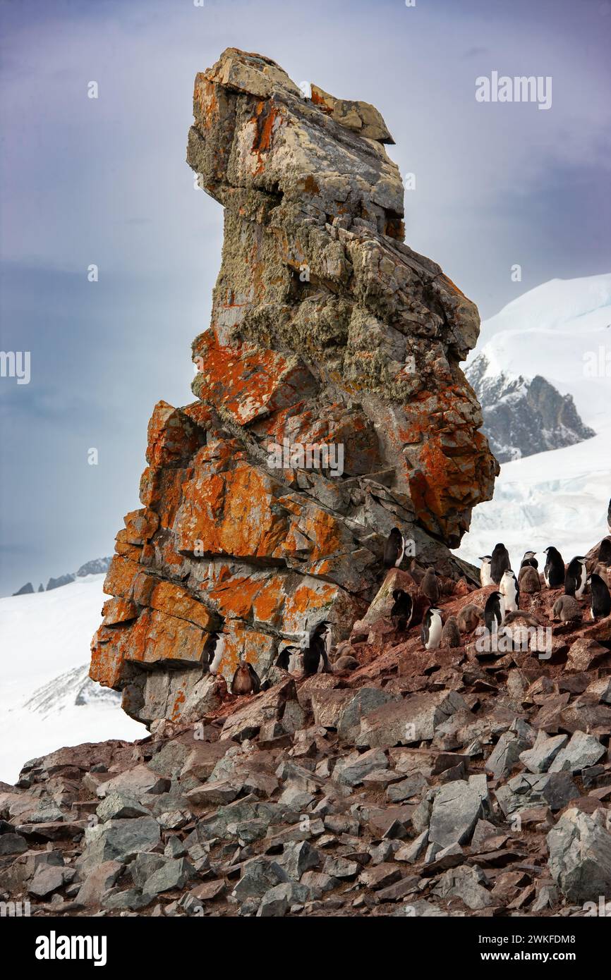 A colony of Chinstrap Penguins ( Pygoscelis antarcticus ) near a pillar ...