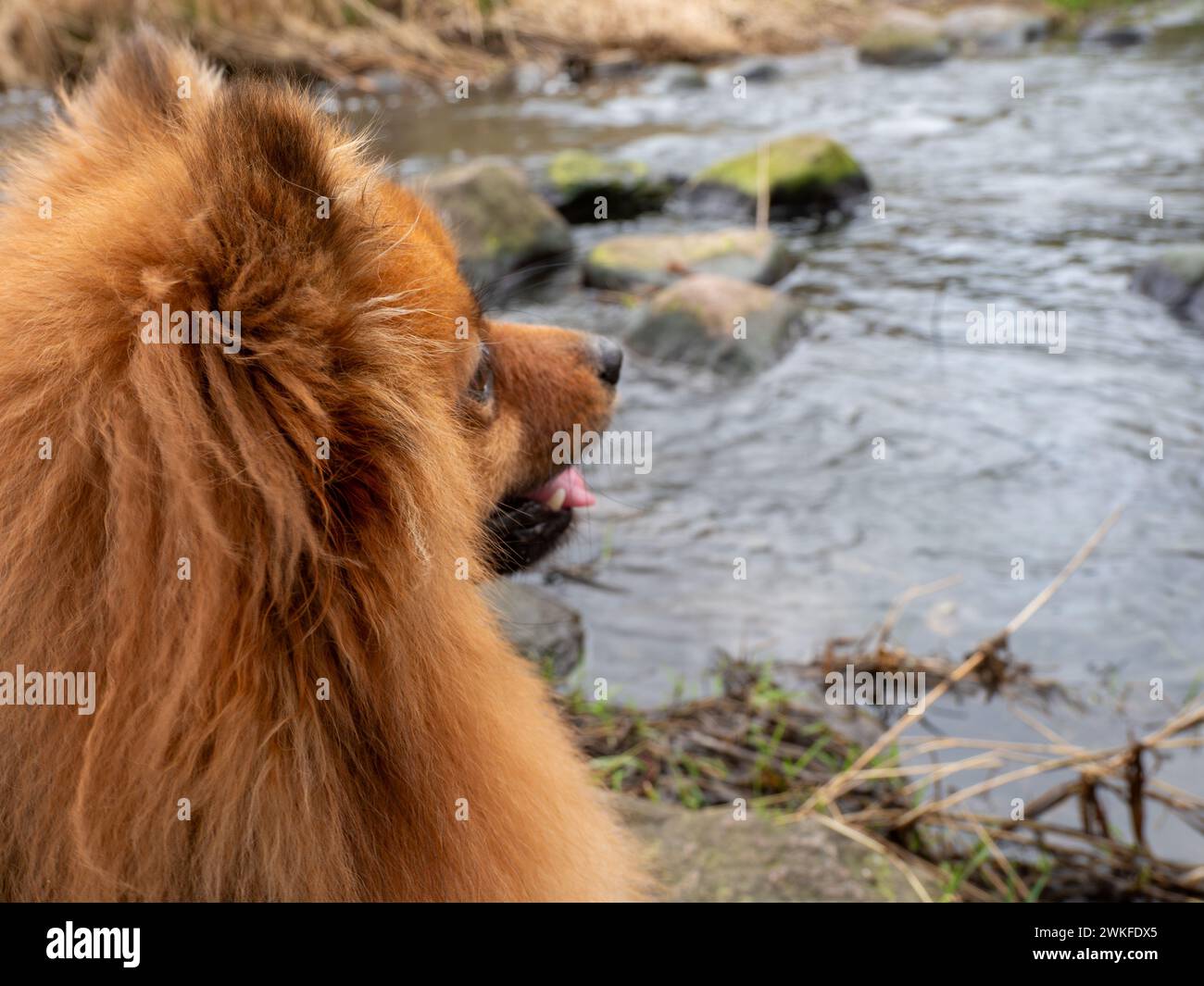 Red Spitz dog on a walk. Portrait of a red spitz Stock Photo - Alamy