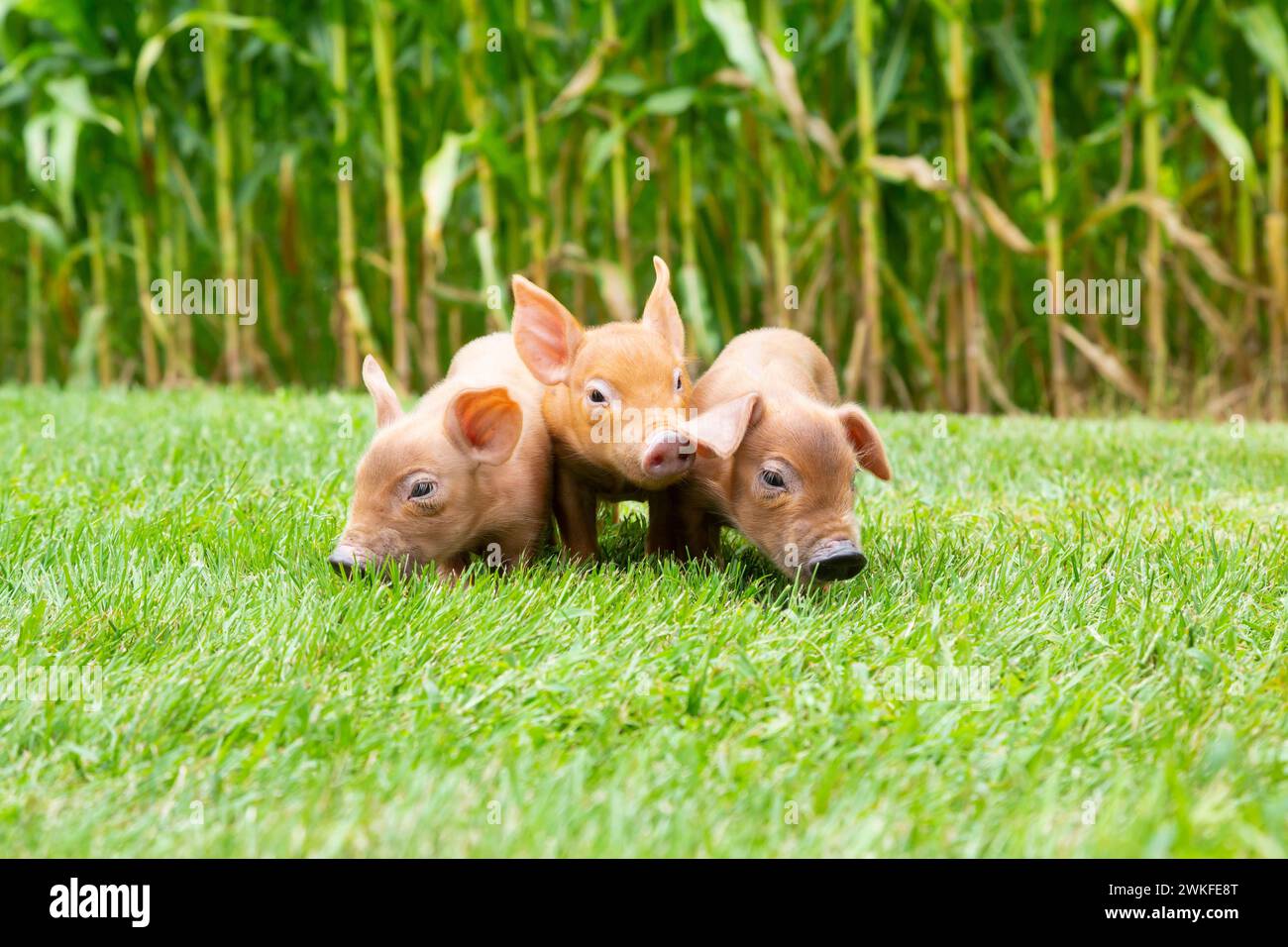 Three baby pigs standing in front of a corn field in Northeast Iowa ...