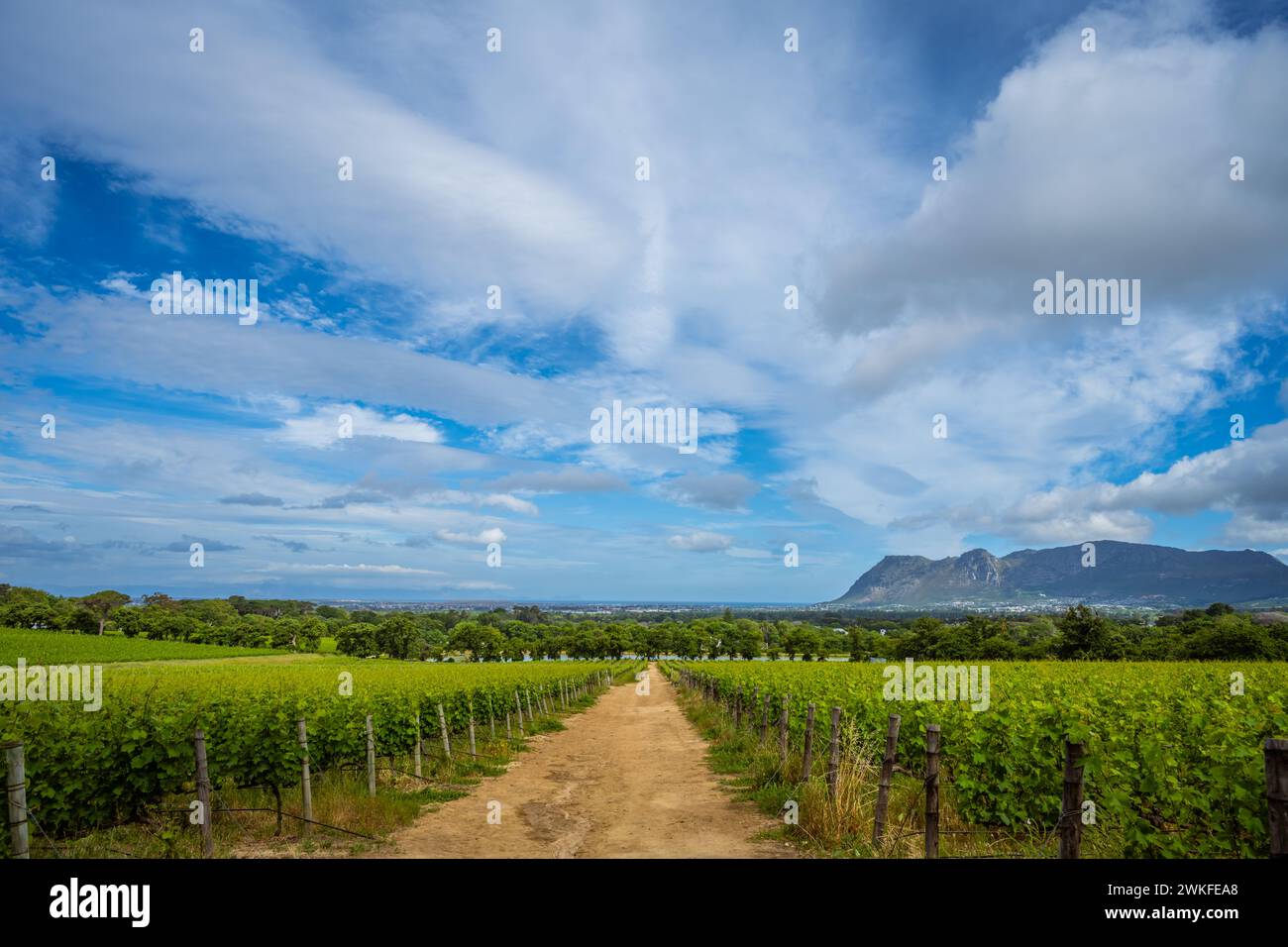 View at the vine trees at Groot Constantia Winery in Cape Town, South ...