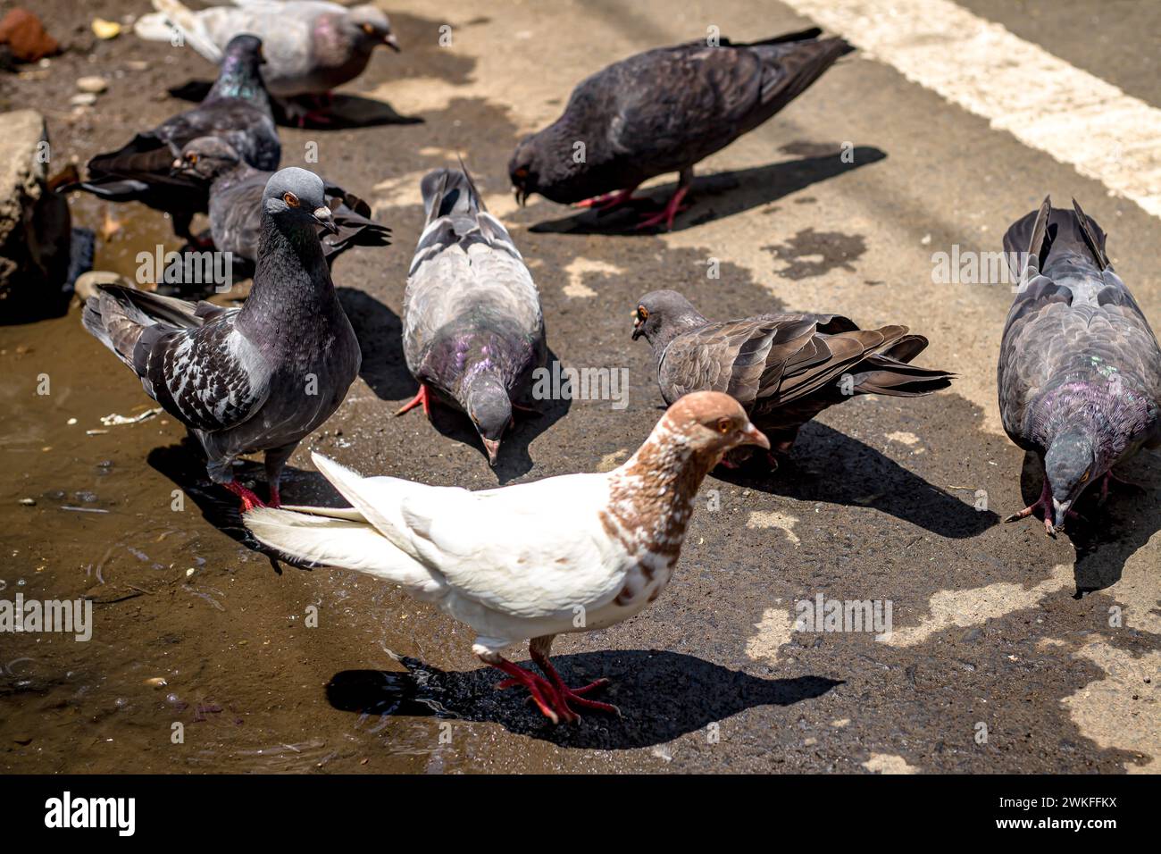 Hungry pavement birds hi-res stock photography and images - Alamy