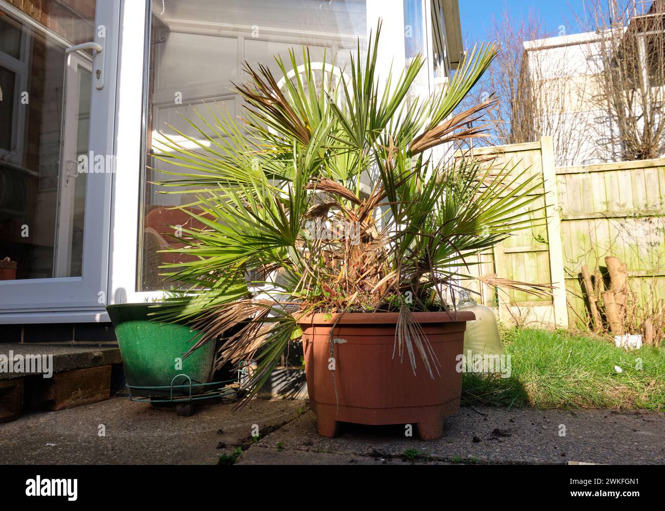 Potted palm plant on a patio Stock Photo - Alamy
