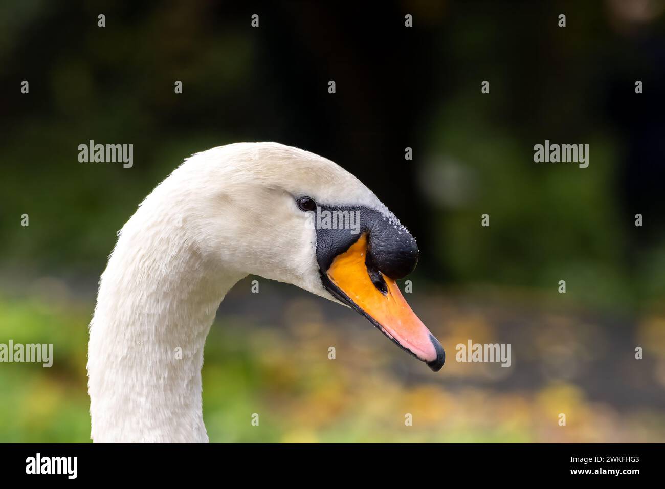 Close-up of a goose head with vibrant orange beak and distinctive black ...