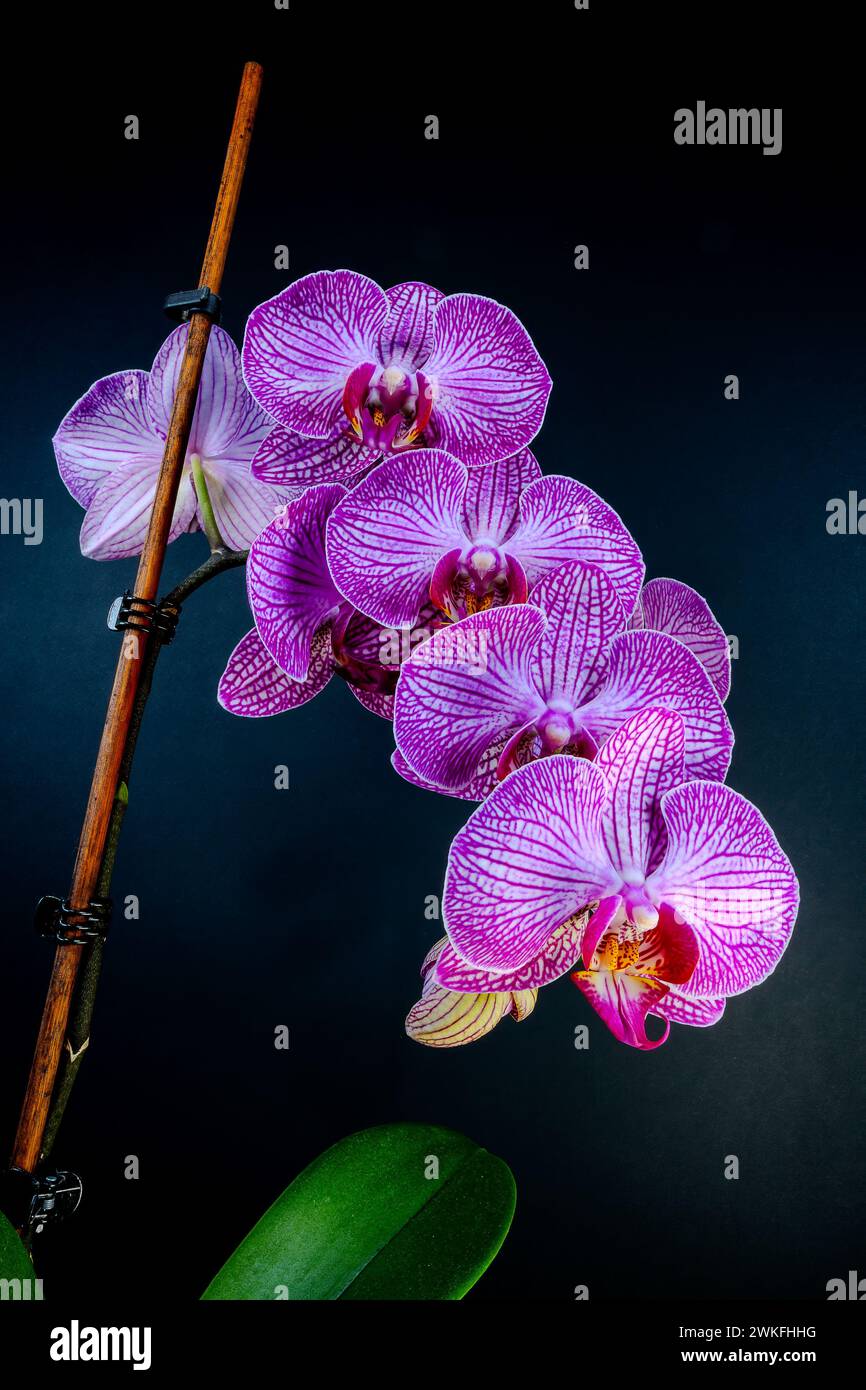 Orchids elegant blooms hi-res stock photography and images - Alamy