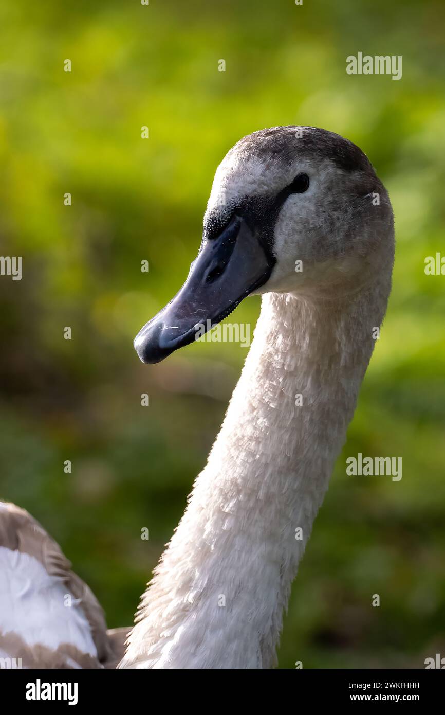 A small duck with an elongated neck making direct eye contact with the ...