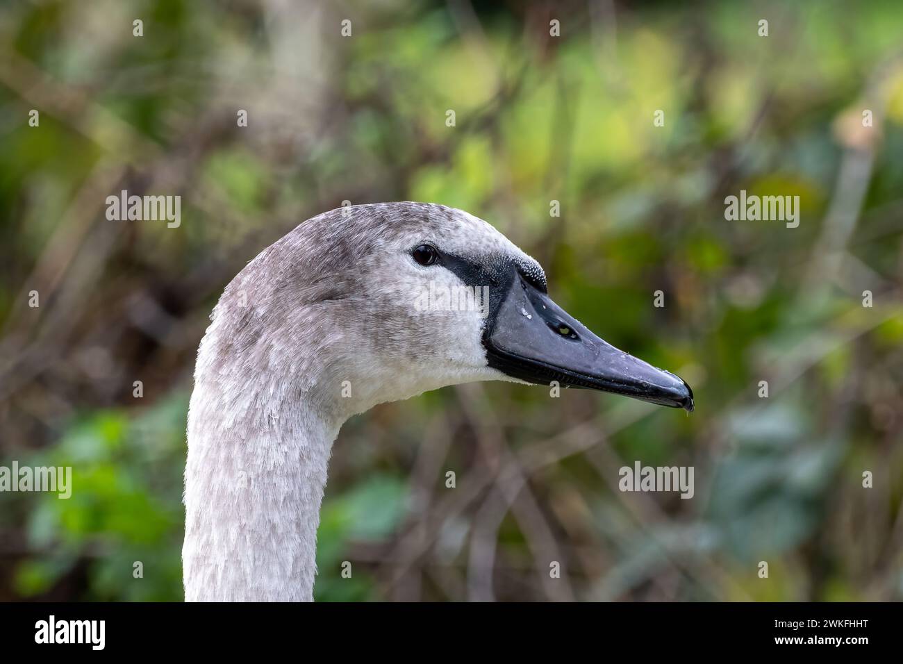 Eye contact at portrait hi-res stock photography and images - Alamy