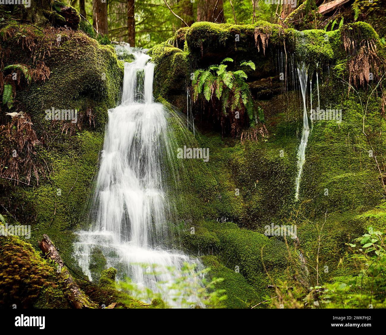 Bright green moss surrounds a silkly white waterfall as it cascades ...