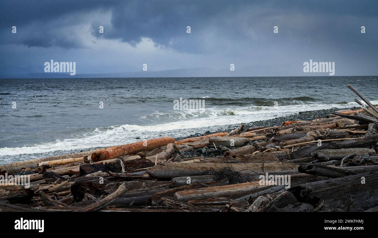 Ocean waves beneath a dramatic sky from a beach covered in driftwood at ...