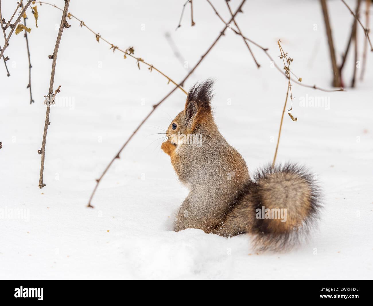 The squirrel in winter sits on white snow. Eurasian red squirrel, Sciurus vulgaris Stock Photo ...