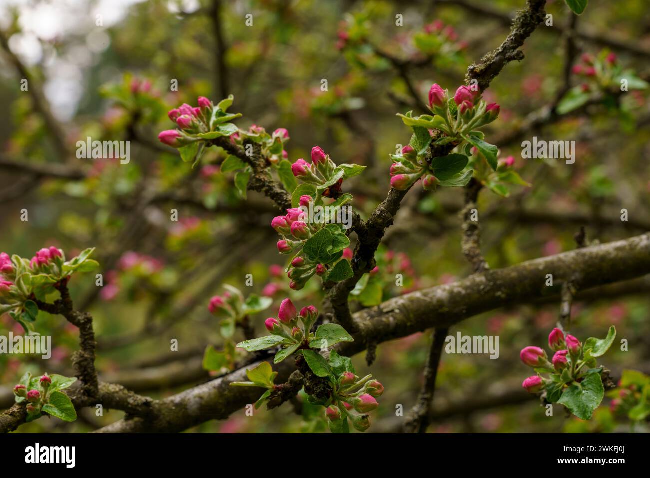 Apple tree with red blossoms Stock Photo - Alamy